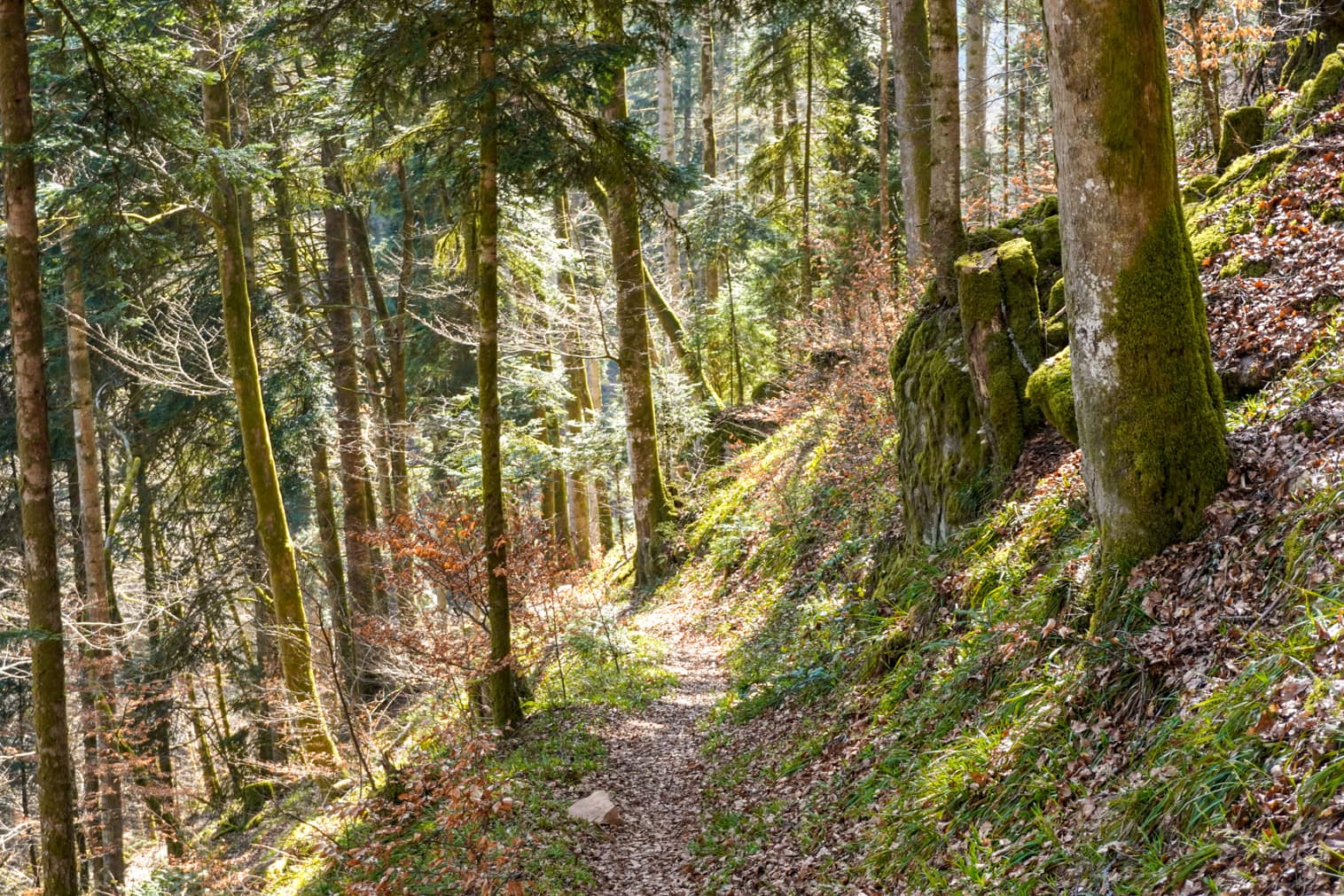 Hotzenwald Querweg - 2 Tage im südlichen Schwarzwald • Wanderspirit